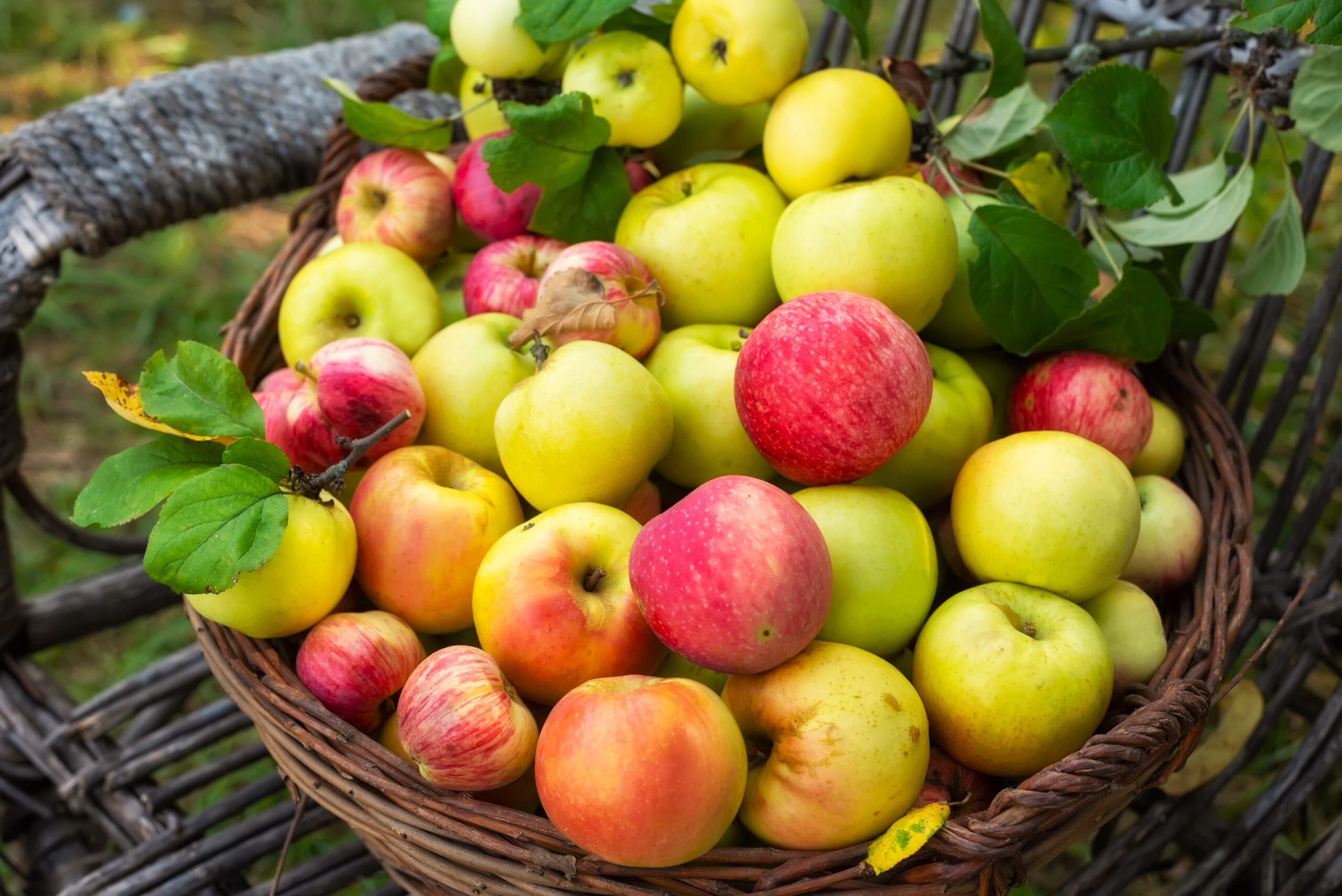 What is An Autumn Crisp Apple?