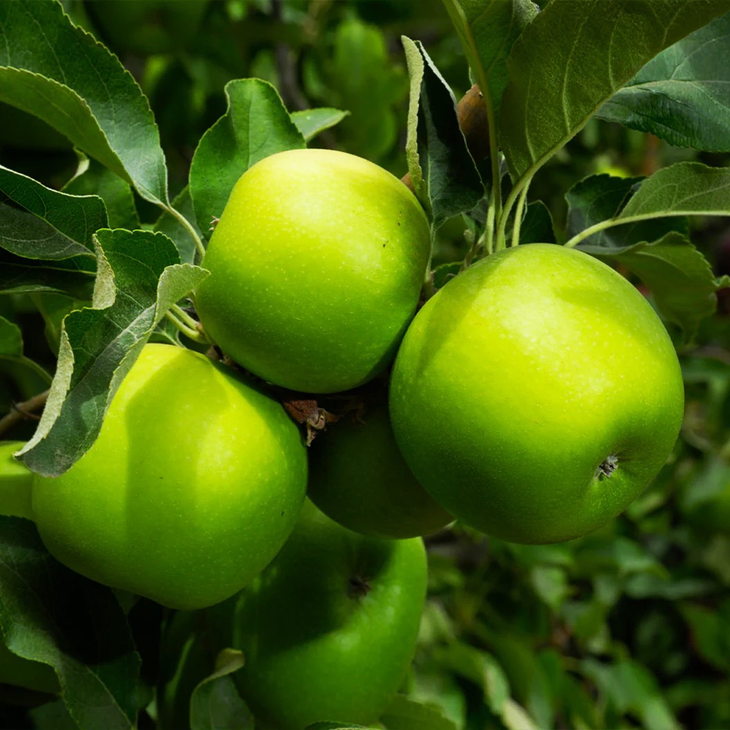 Granny Smith Apple Tree Size And Care