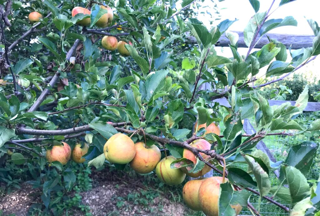 Tips For Growing Dayton Apples At Home
